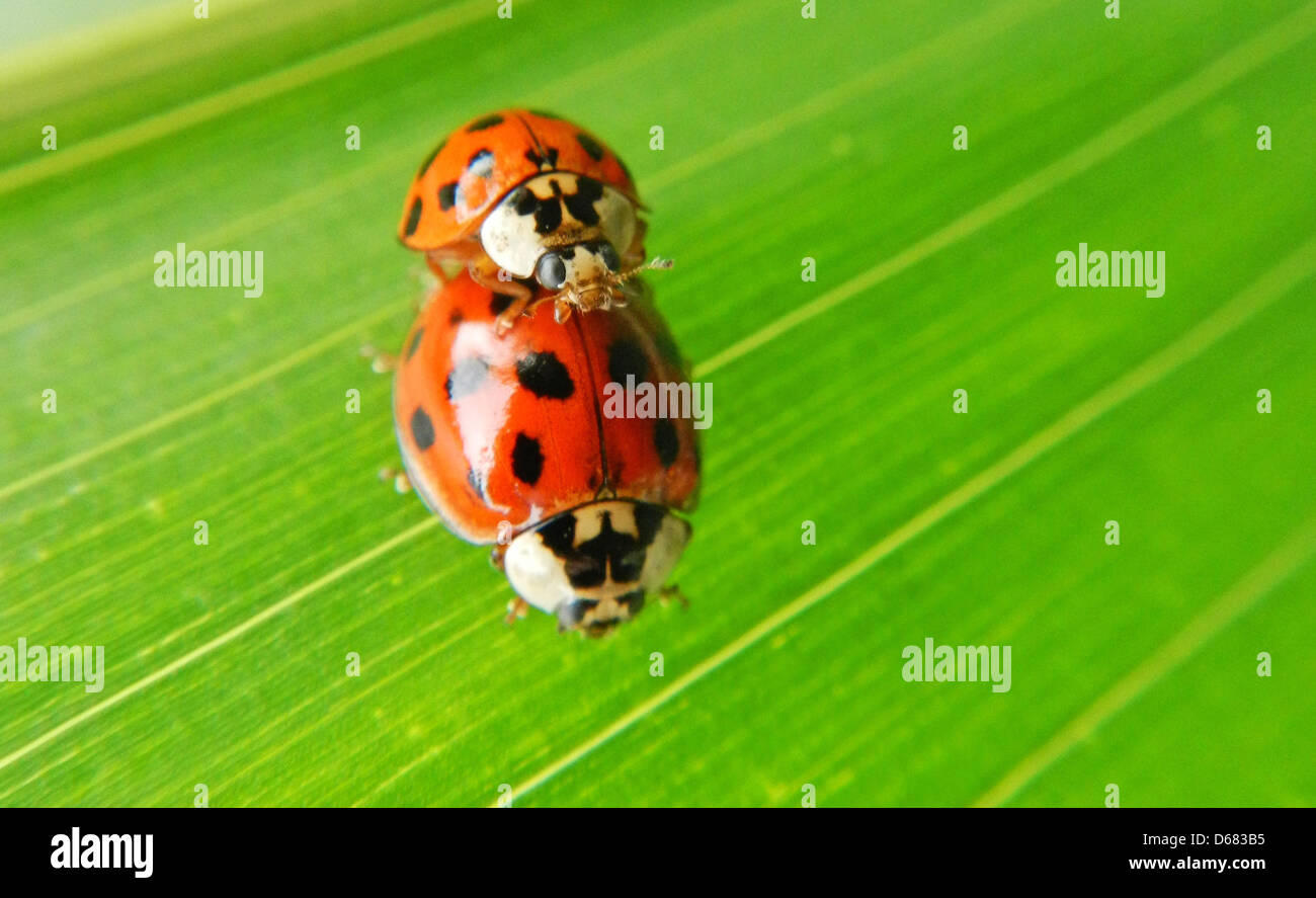Two lady bugs (Coccinellidae) mate in a corn field near Celle, Germany ...