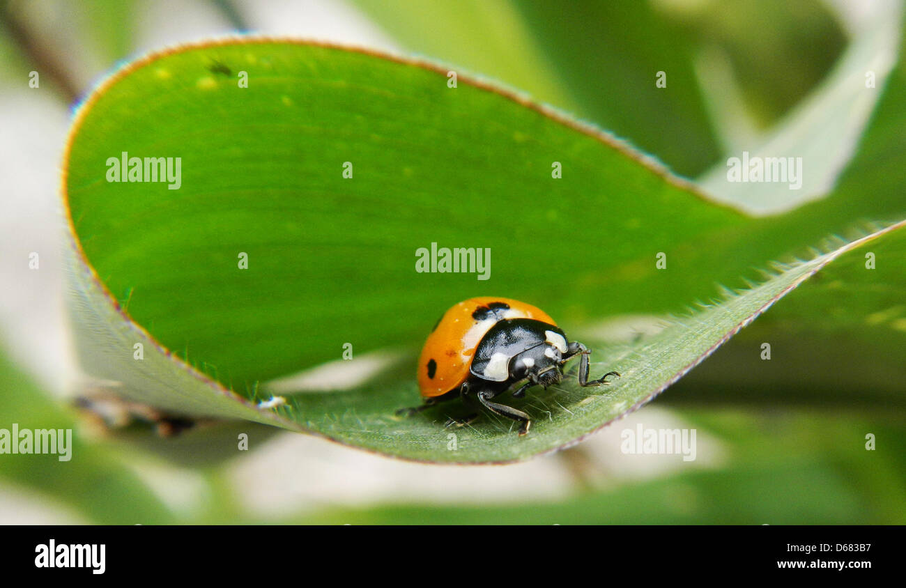 Lady bugs hi-res stock photography and images - Alamy