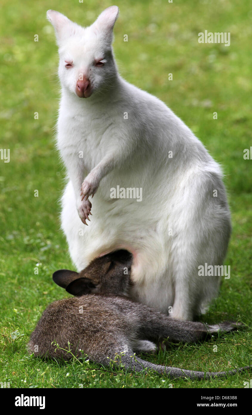 Red-necked wallaby Alberta is out with her first young at the bird park ...