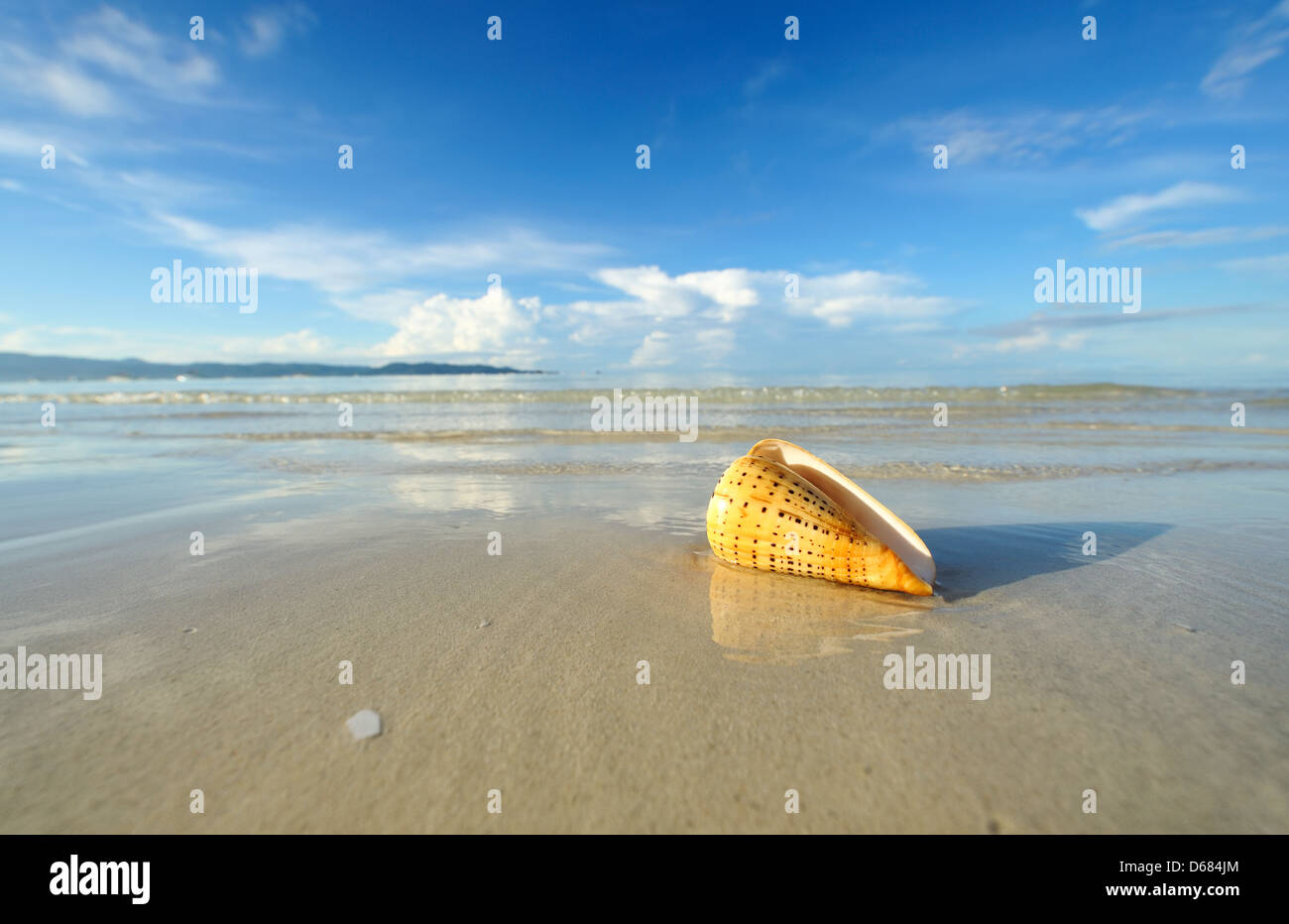 Shell on a beach Stock Photo - Alamy
