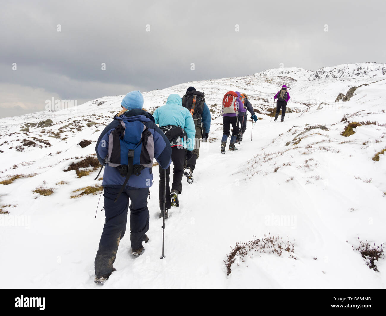 Group of Ramblers in a line hiking up Tal-y-Fan mountain in deep snow ...
