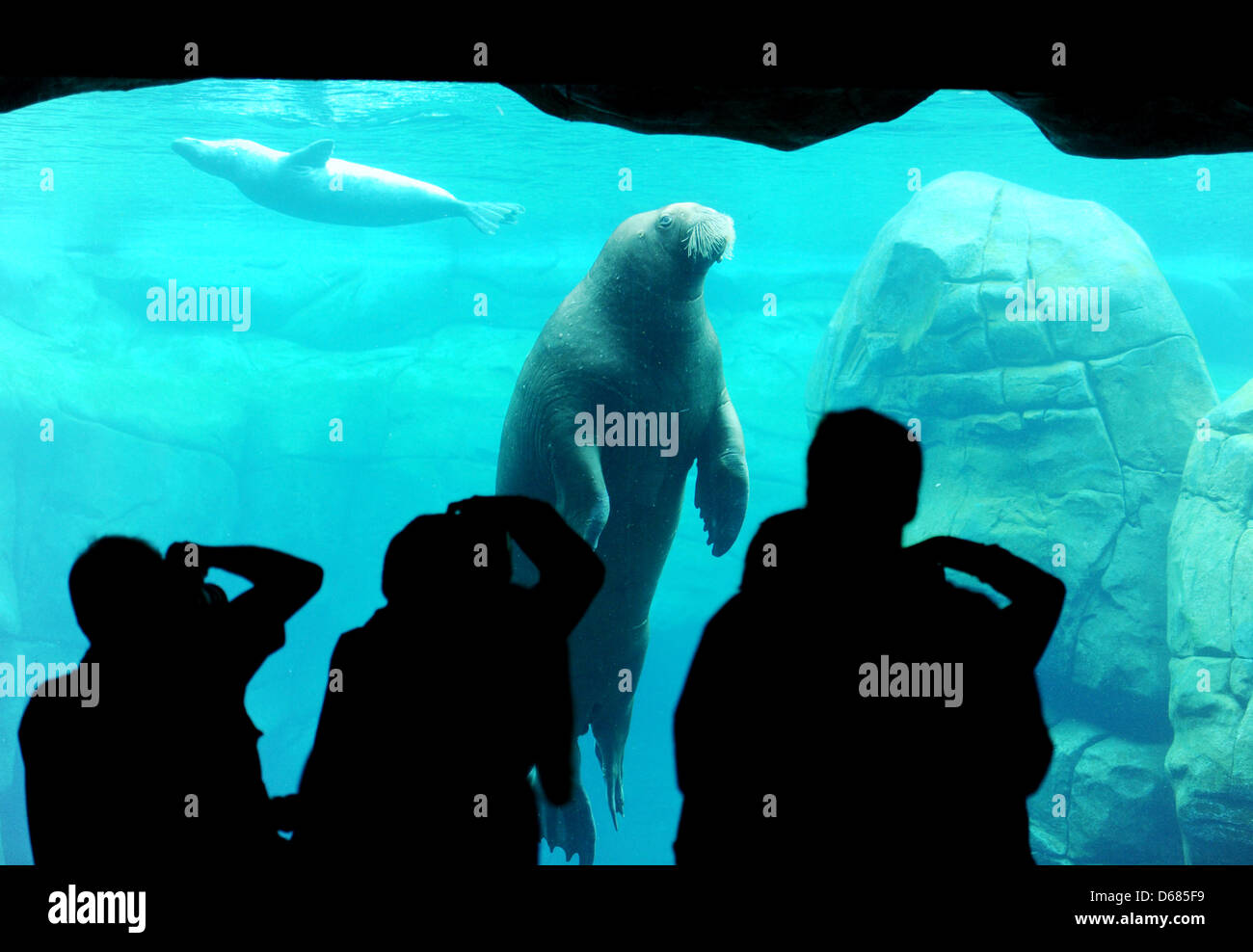 Walrus in zoo hi-res stock photography and images - Alamy