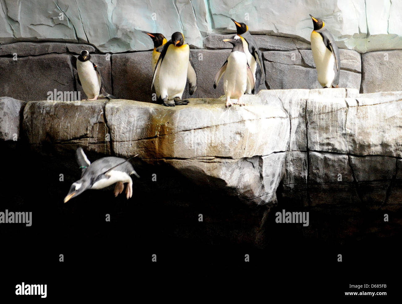 King and Gentoo penguins enjoy their new enclosure at the Hagenbeck zoo ...