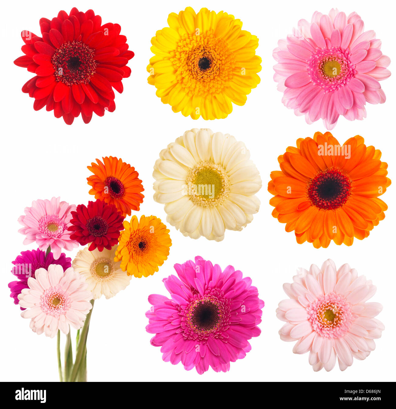 Flower of gerber daisy collection isolated on white Stock Photo - Alamy