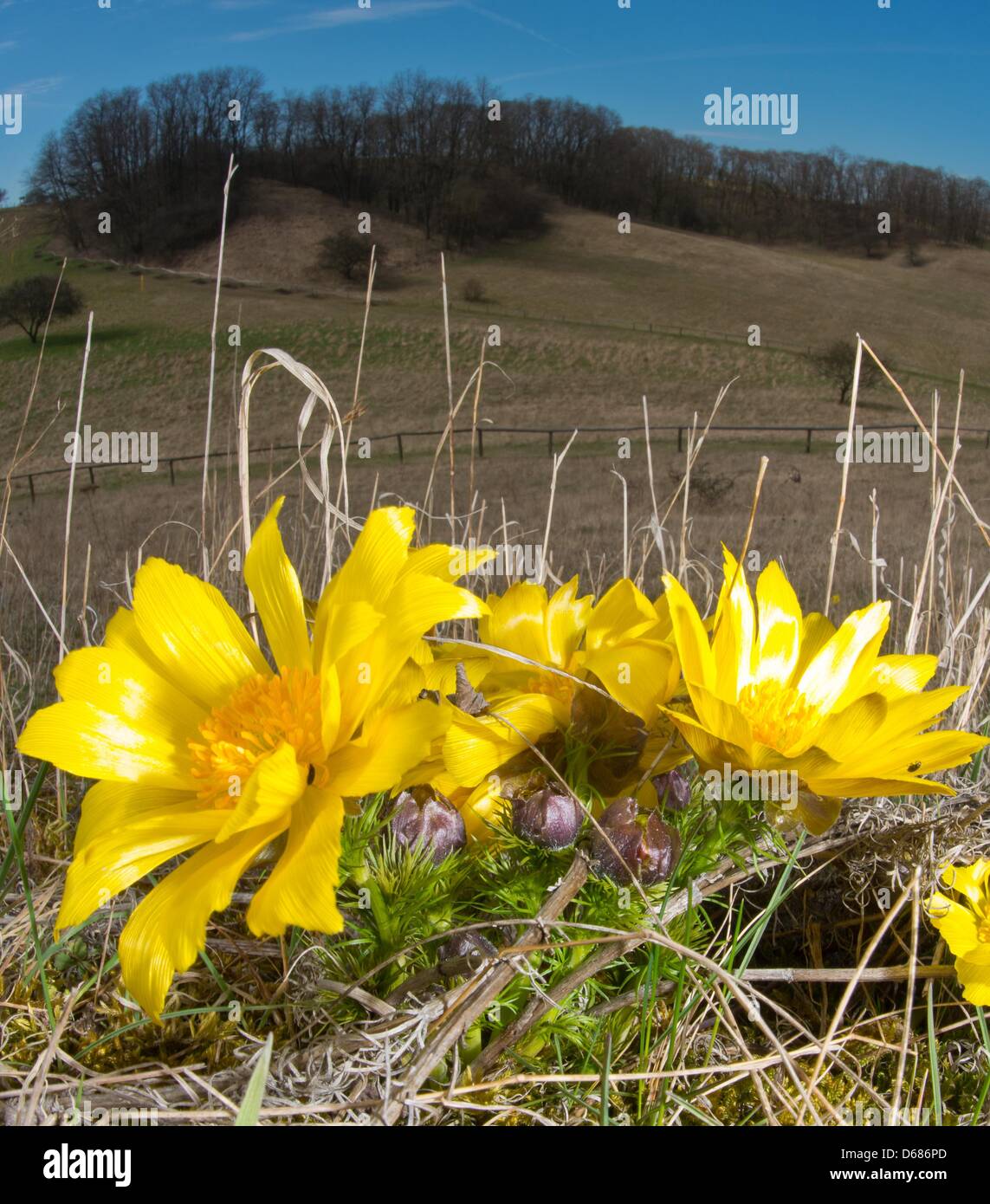 Adonis flowers bloom at the Oderbruch in Mallnow, Germany, 15 April ...