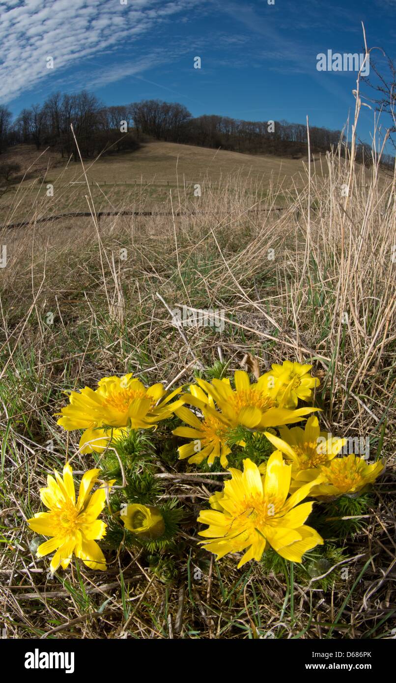 Adonis flowers bloom at the Oderbruch in Mallnow, Germany, 15 April ...