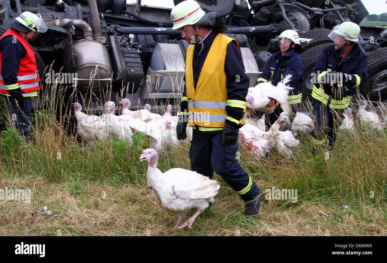 Firemen rescue turkeys after an accident on German federal highway A7 ...