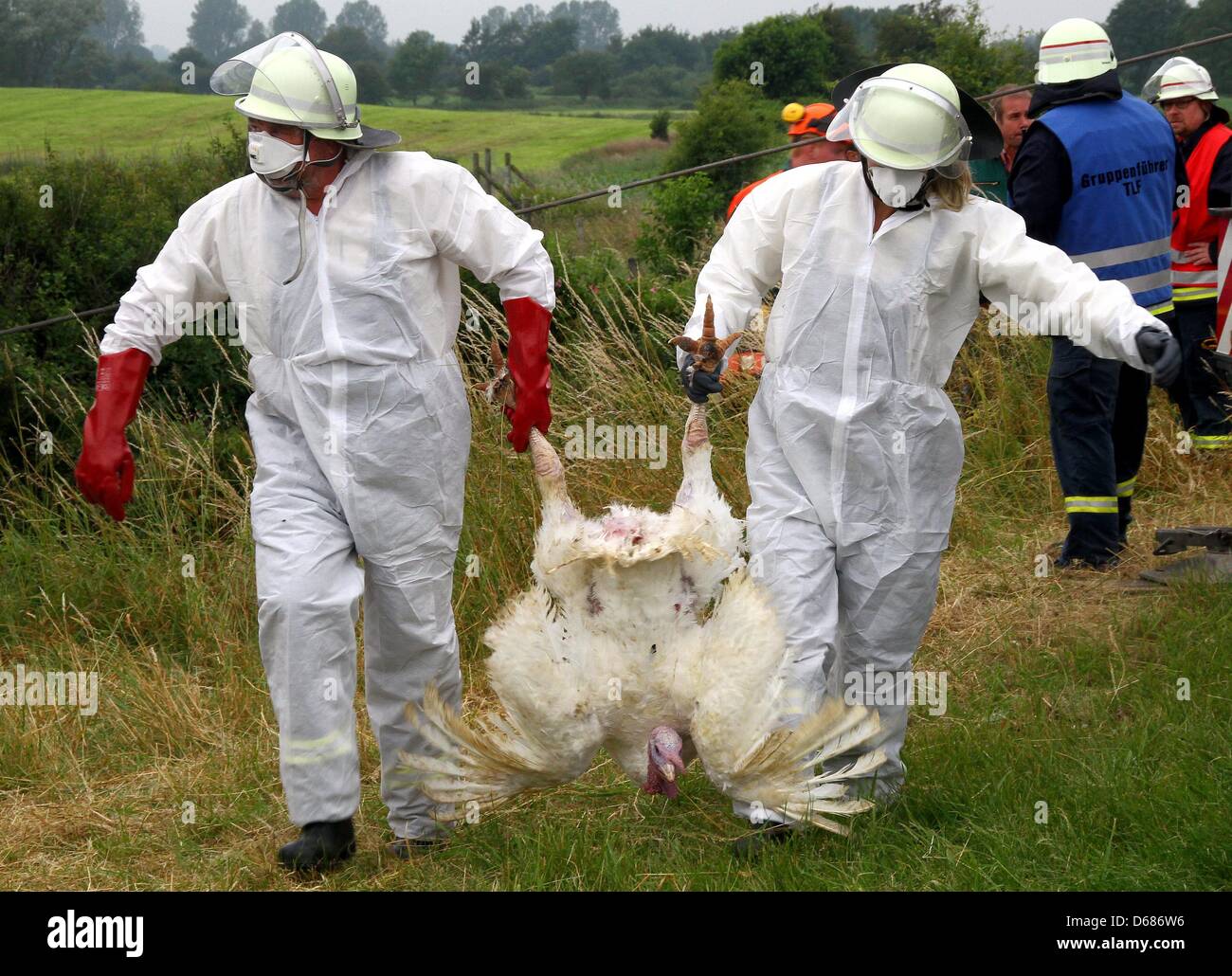 Firemen rescue turkeys after an accident on German federal highway A7 ...