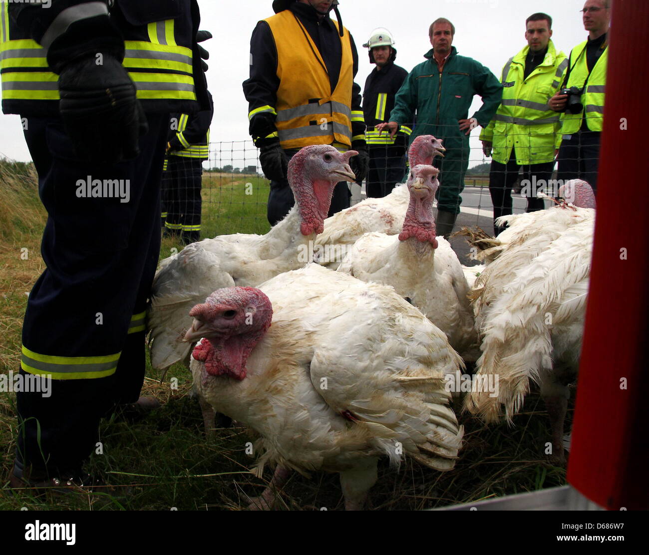 Firemen rescue turkeys after an accident on German federal highway A7 ...