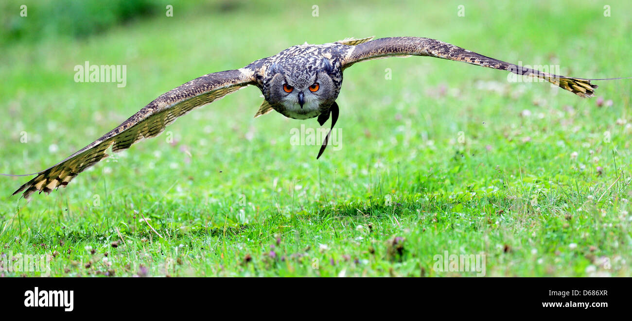 An owl flies over the ground during an eagle show at the Wisent ...