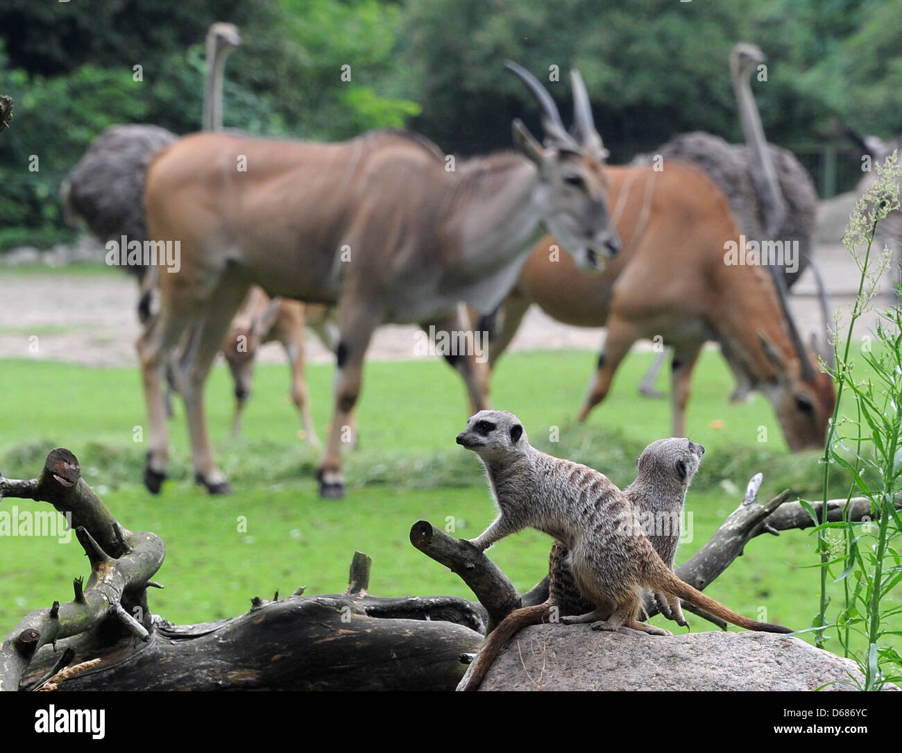Two groundhogs take a look around their new home at Tierpark in Cottbus ...