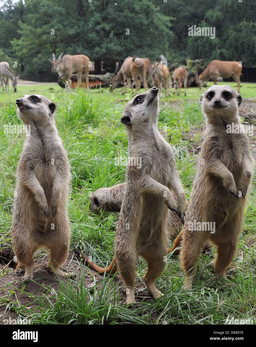 Groundhogs take a look around their new home at Tierpark in Cottbus ...