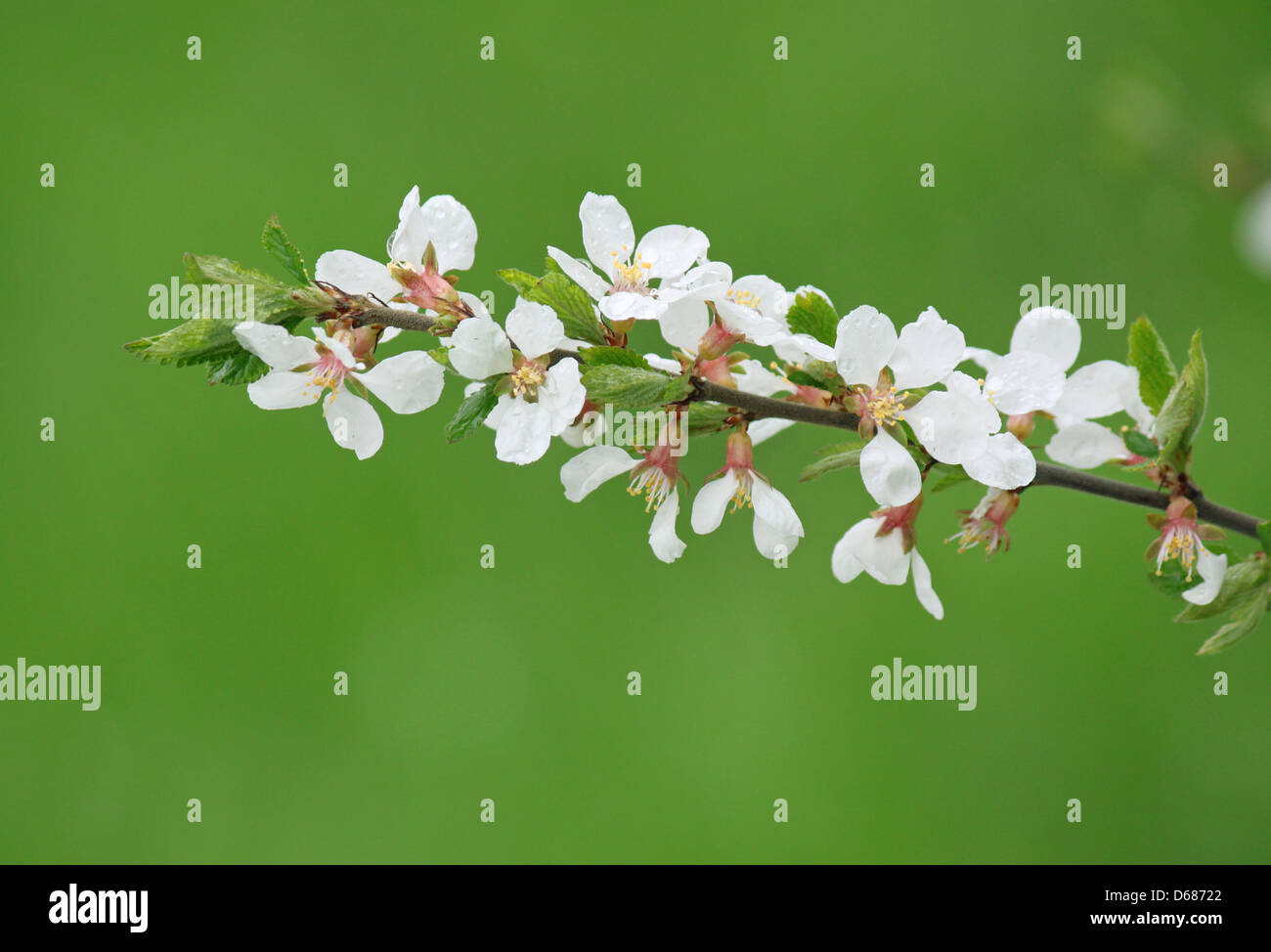Blossoming green flower hi-res stock photography and images - Alamy