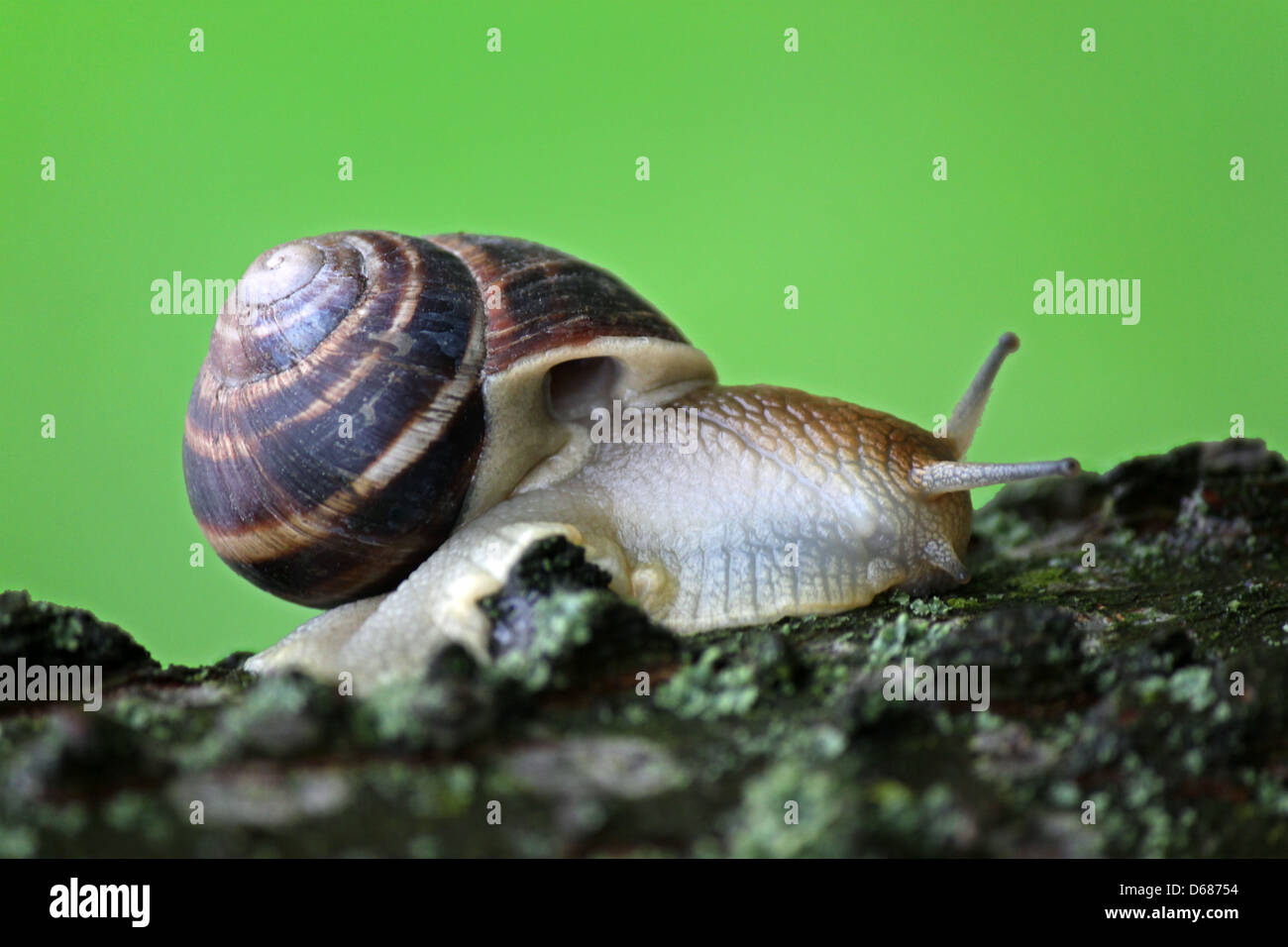 Snail animal hi-res stock photography and images - Alamy
