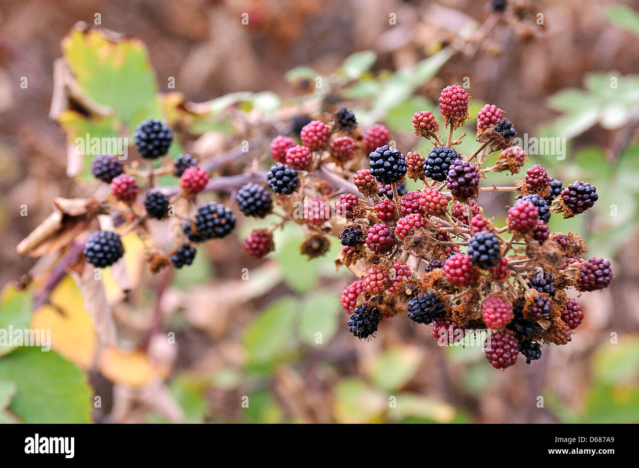 bouquet of ripe berries that were in the mountains Stock Photo - Alamy