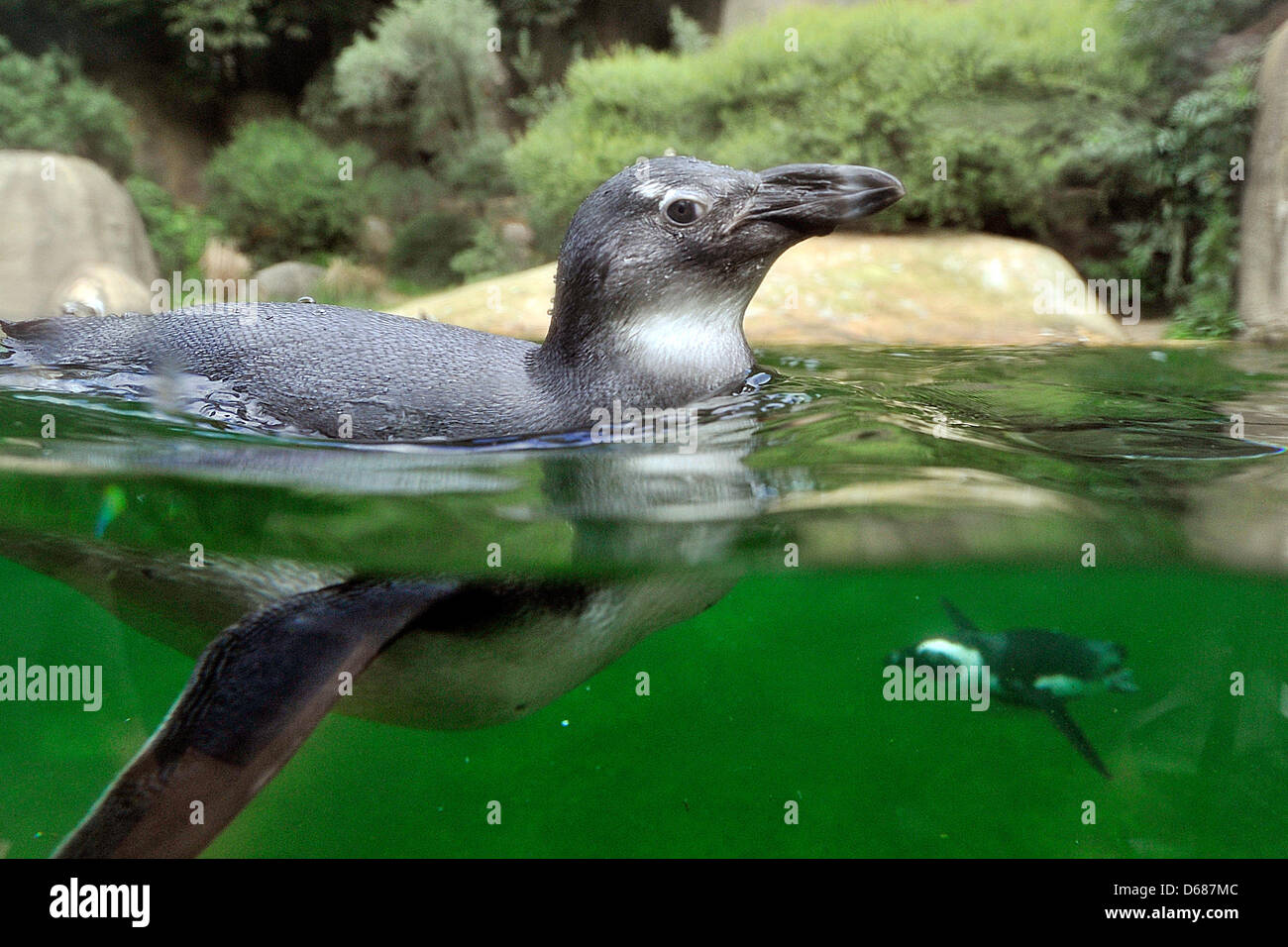 Banded penguins hi-res stock photography and images - Alamy