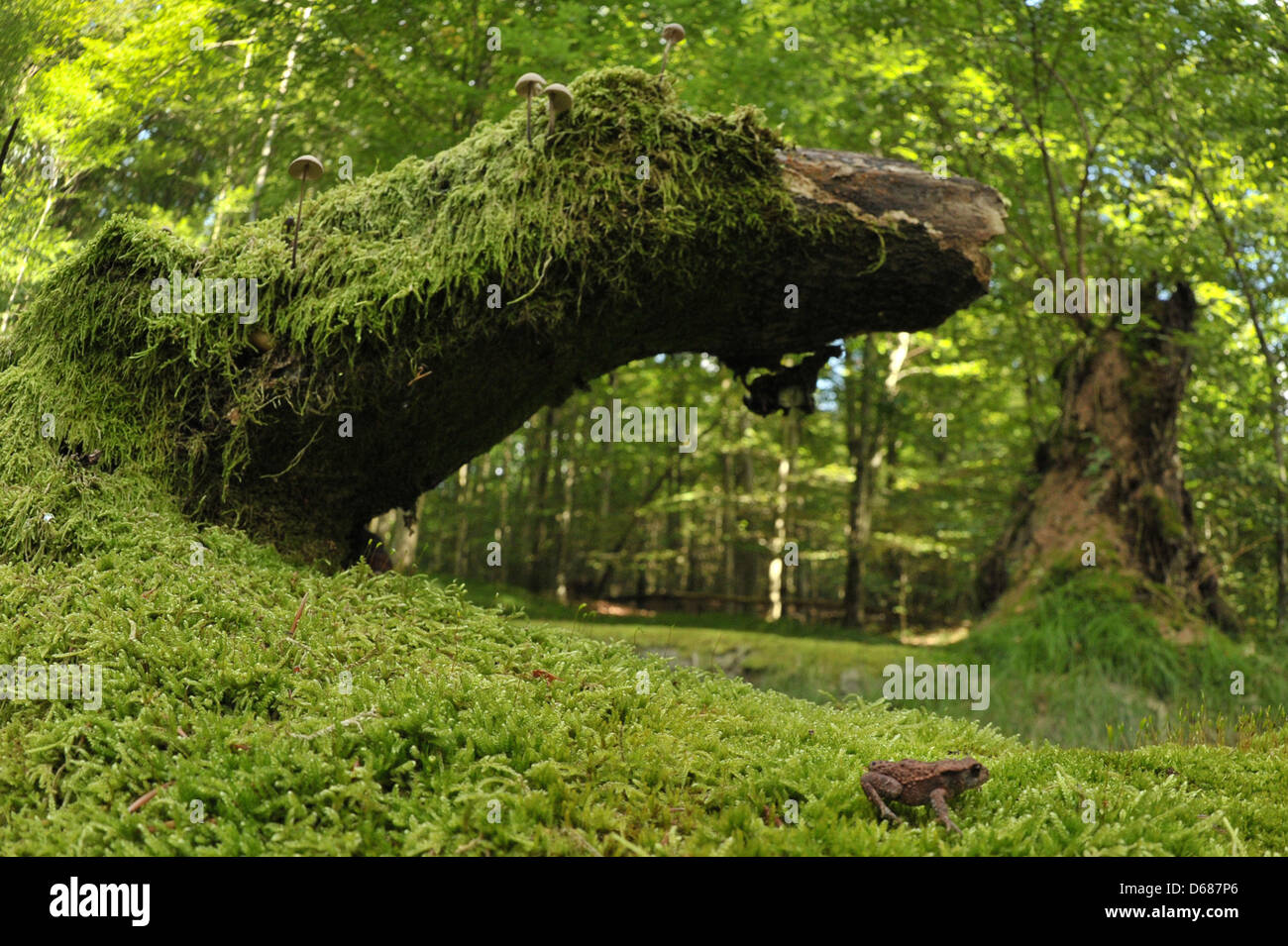 (FILE) A young toad sits on a fallen tree covered with moss in ...