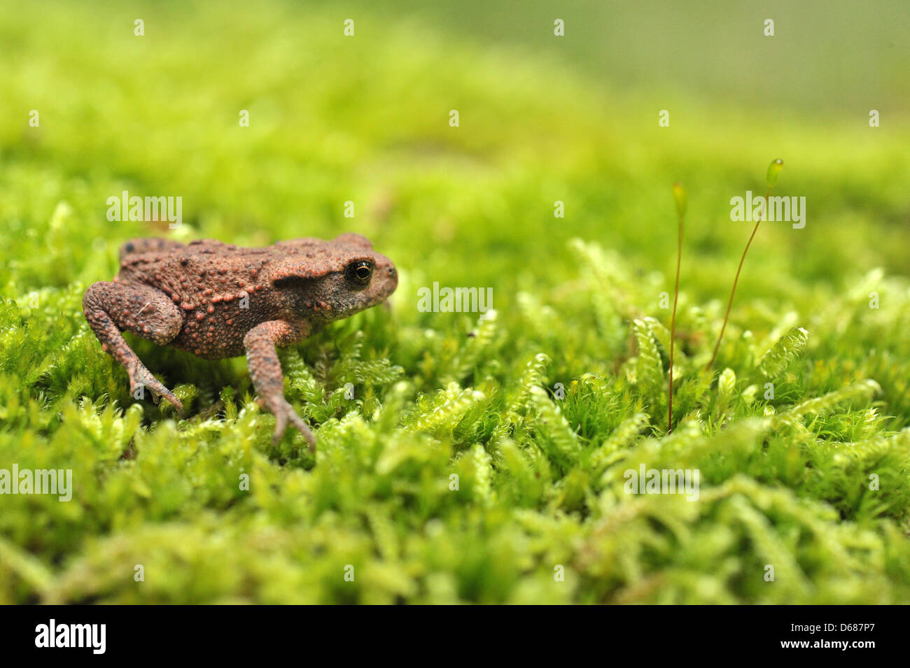 (FILE) A young toad sits on a fallen tree covered with moss in ...