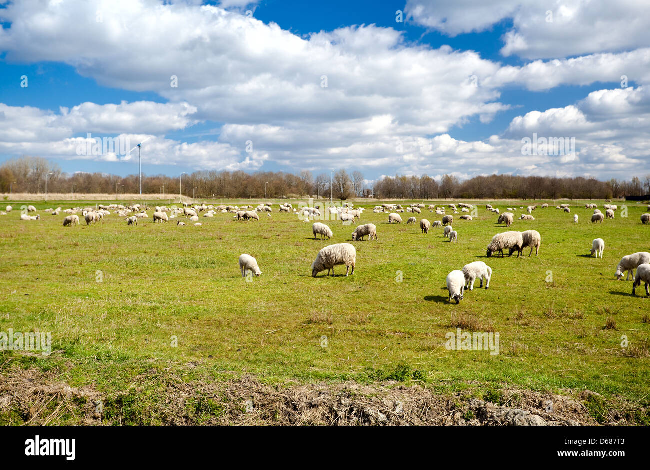 big pasture with many sheeps Stock Photo - Alamy