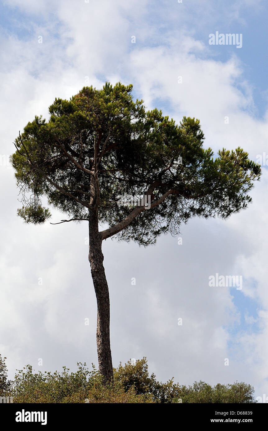 Lone Pine in the mountain Stock Photo - Alamy