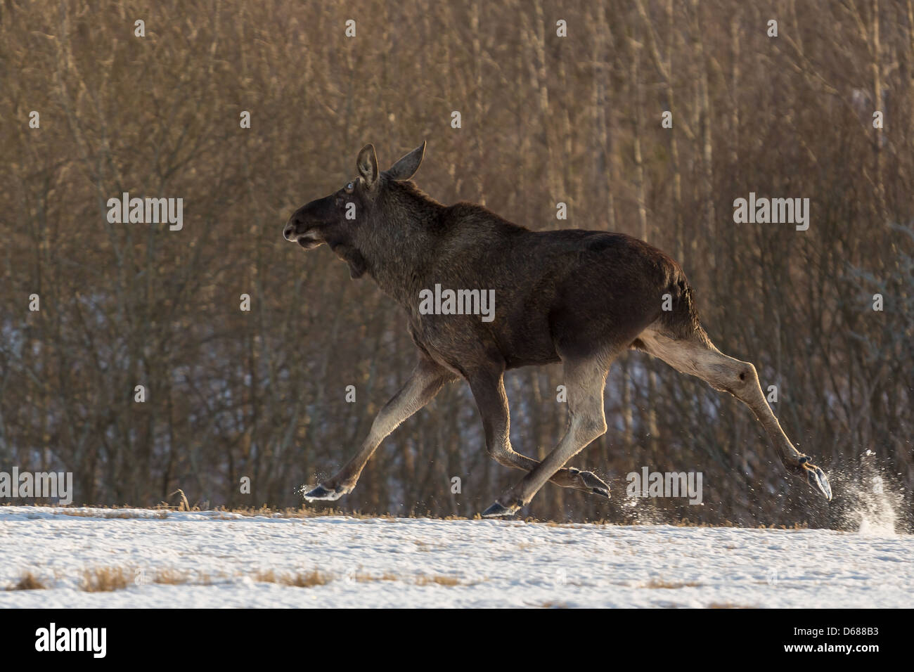 Swedish elk hi-res stock photography and images - Alamy