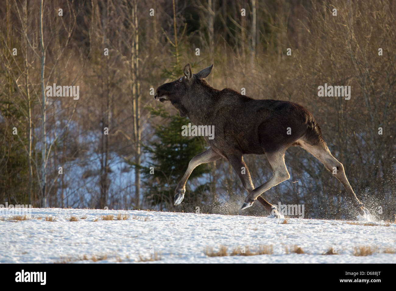 Swedish elk hi-res stock photography and images - Alamy