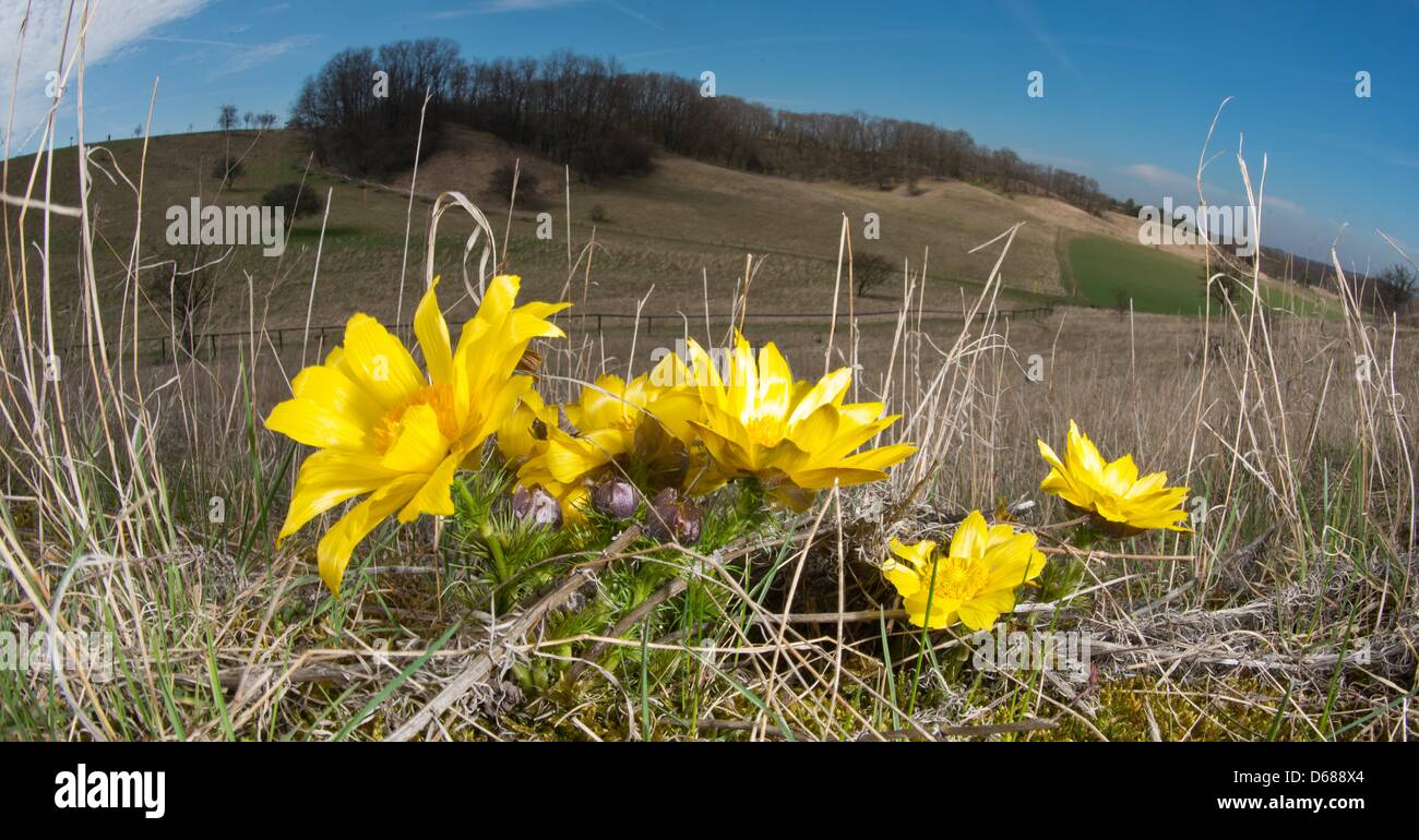 Adonis flowers bloom at the Oderbruch in Mallnow, Germany, 15 April ...