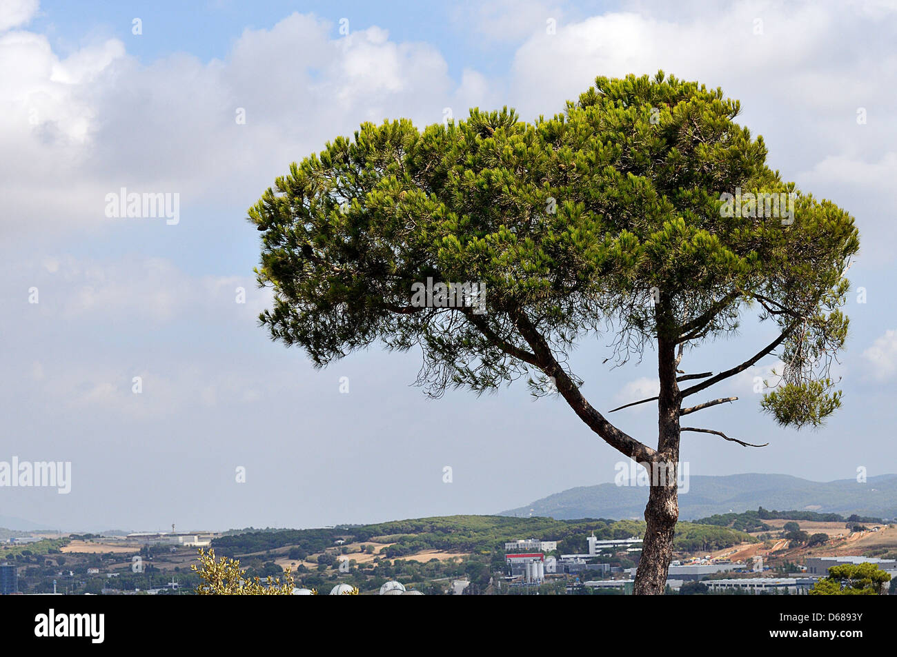 Lone Pine in the mountain Stock Photo - Alamy
