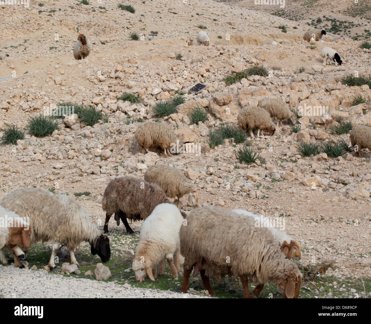Sheep in a desert place from the middle east country of Jordan Stock ...