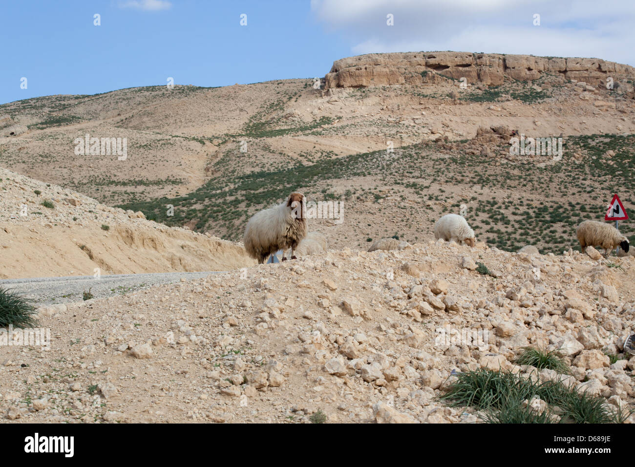 Sheep in a desert place from the middle east country of Jordan Stock ...