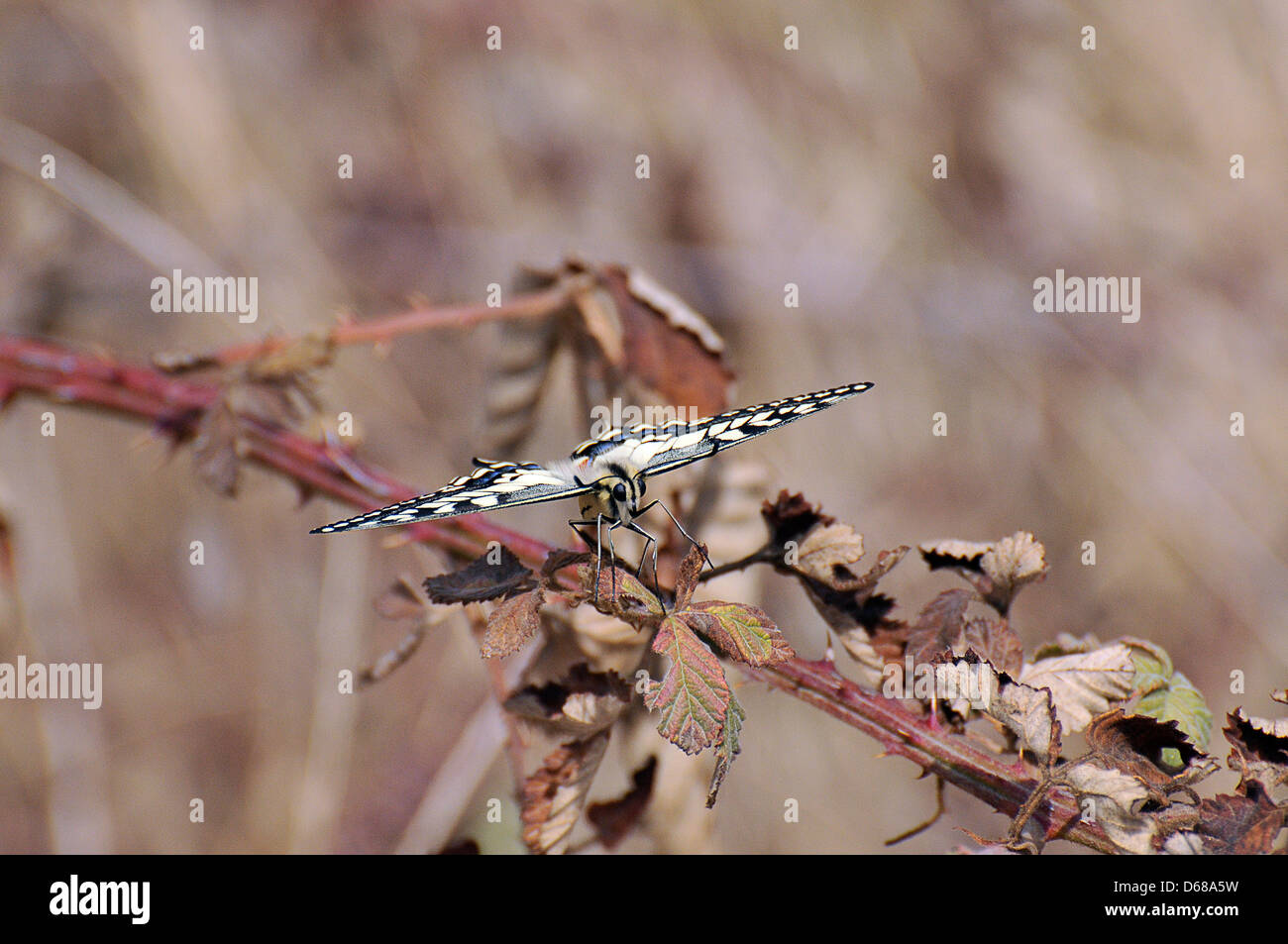 butterfly on a branch Stock Photo - Alamy