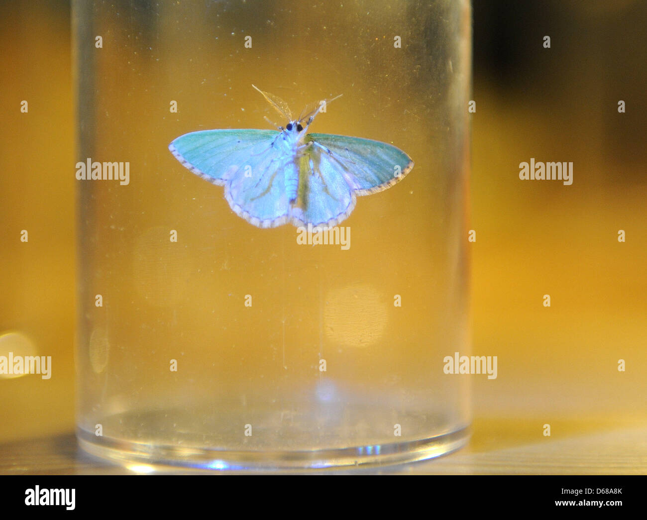 Moths in light hi-res stock photography and images - Alamy