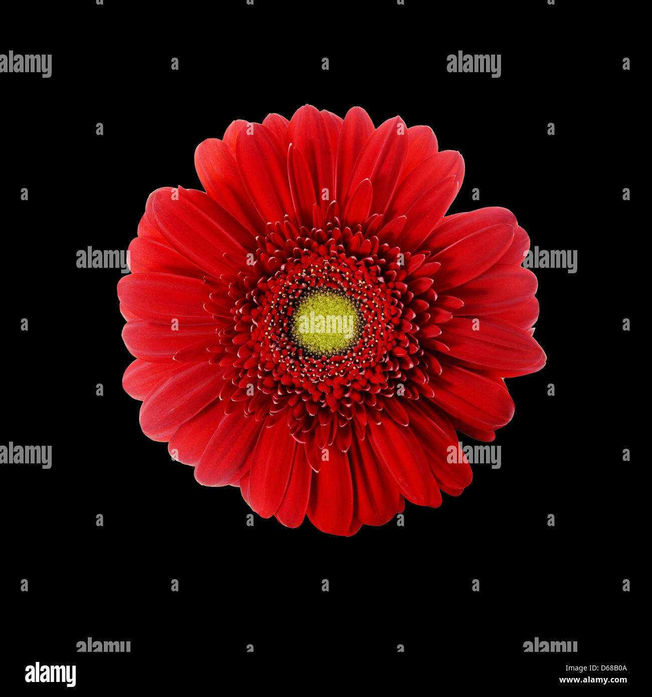 Red Gerbera Flower Stock Photo - Alamy