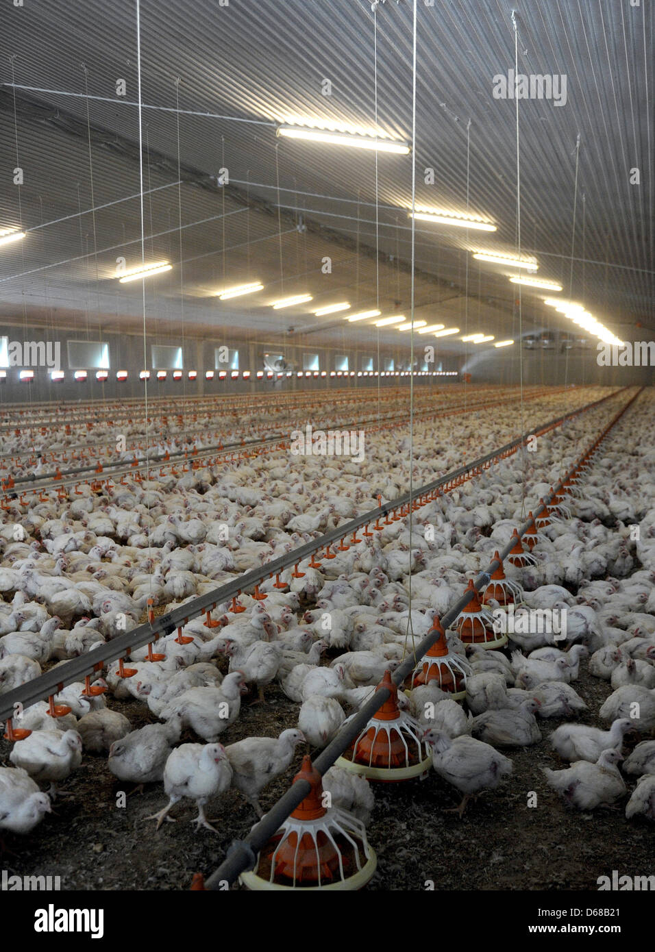Chickens are crowded together at a farm in Steinfurt, Germany, 05 July ...