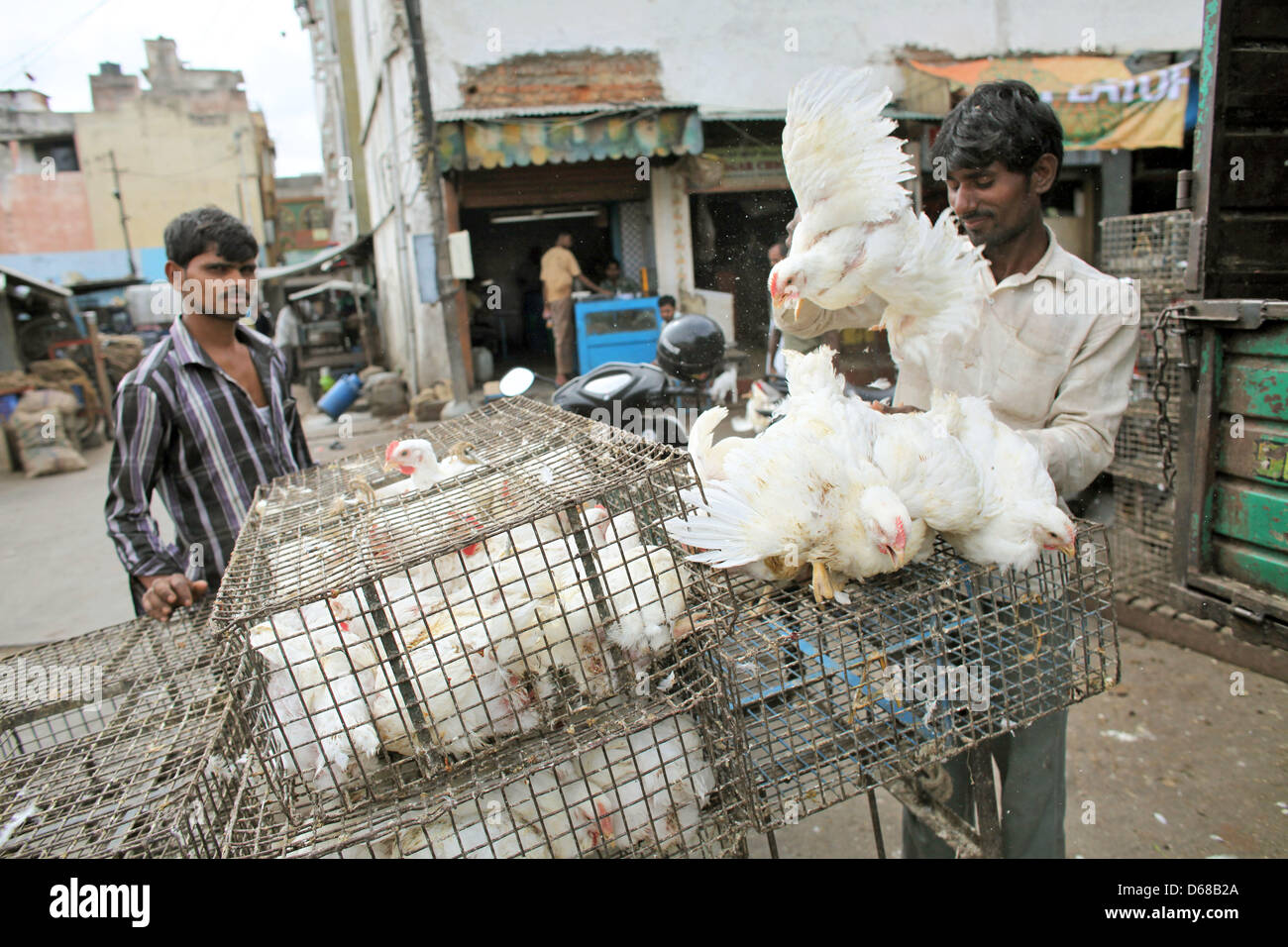 Live chickens and photo hi-res stock photography and images - Alamy