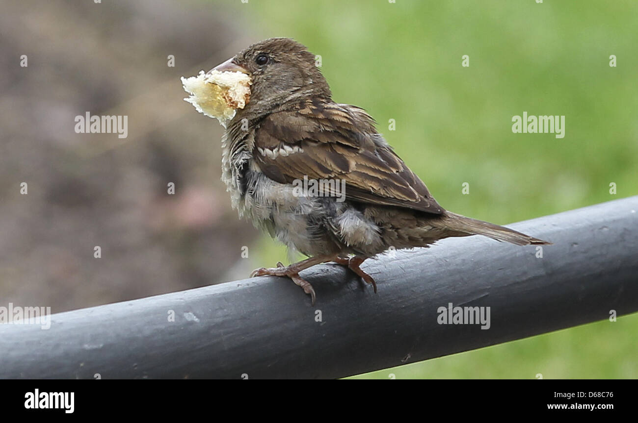 Filched hi-res stock photography and images - Alamy