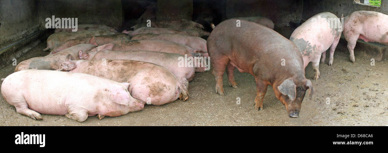 Fat pig obese hi-res stock photography and images - Alamy