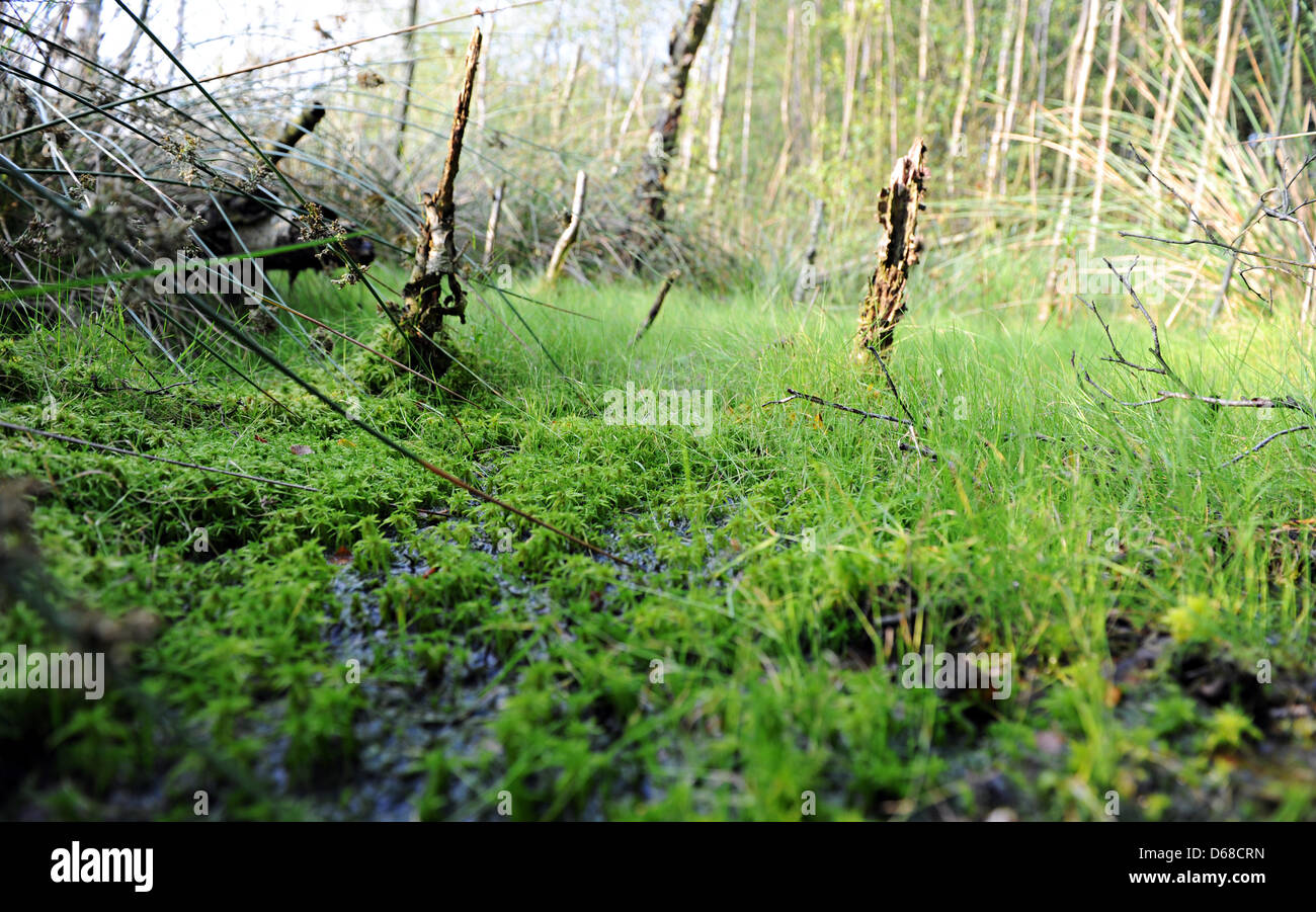 Remnants of dead trees emerge from a marsh with moss and grass near ...
