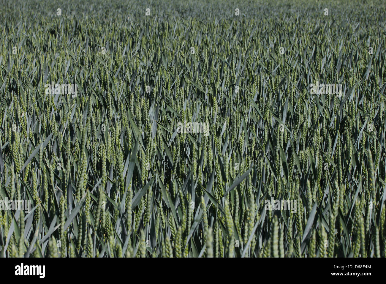 fresh young green wheat spikes Stock Photo - Alamy