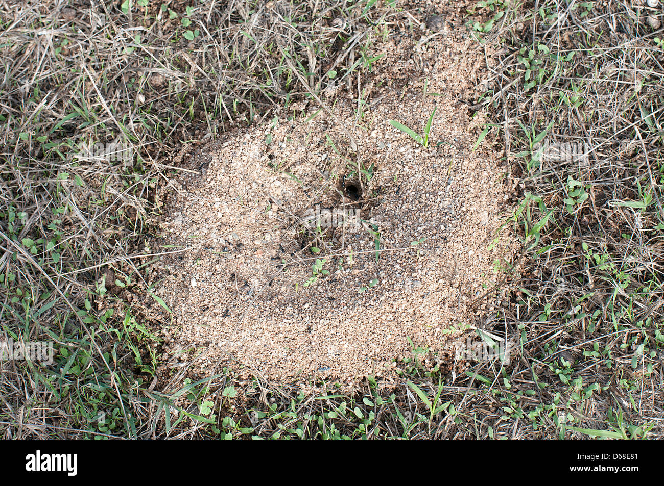 nest full of ants Stock Photo - Alamy