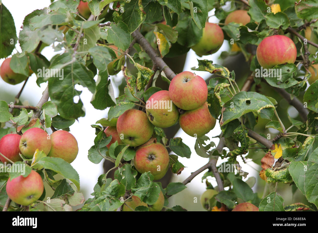 bio apple tree Stock Photo - Alamy