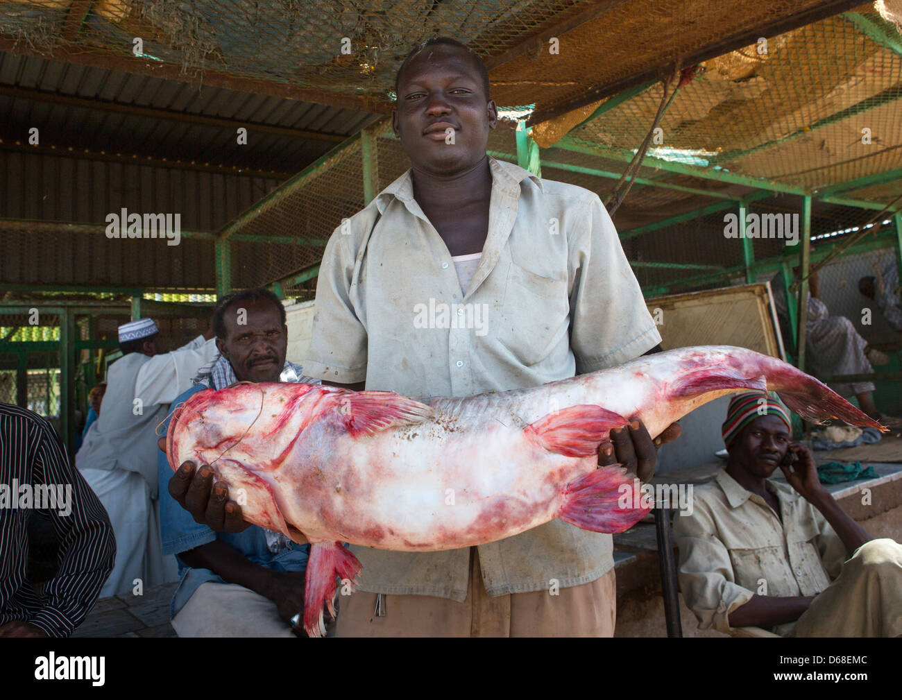 Nile perch fish hi-res stock photography and images - Alamy
