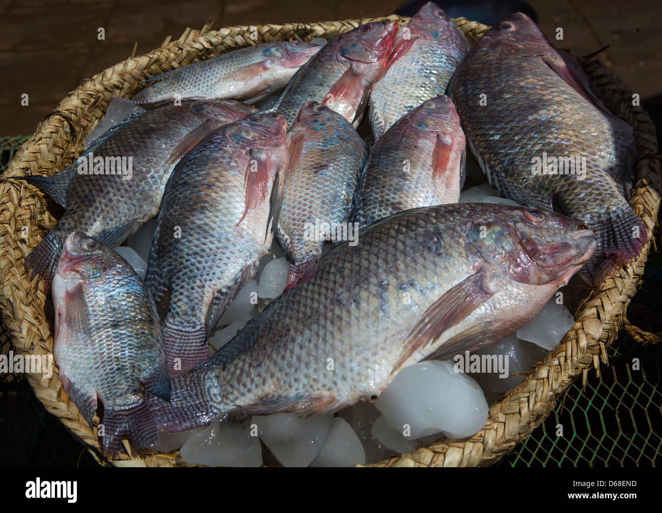 Fish Market, Omdurman, Sudan Stock Photo - Alamy