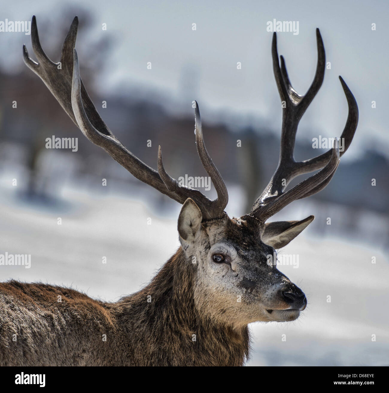 A deer (Cervidae) with antlers Stock Photo - Alamy