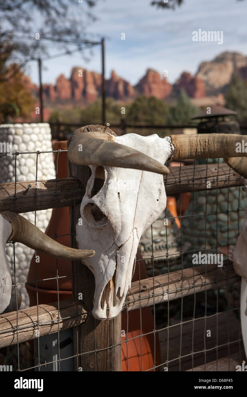 A skull in Sedona, Arizona, USA Stock Photo - Alamy