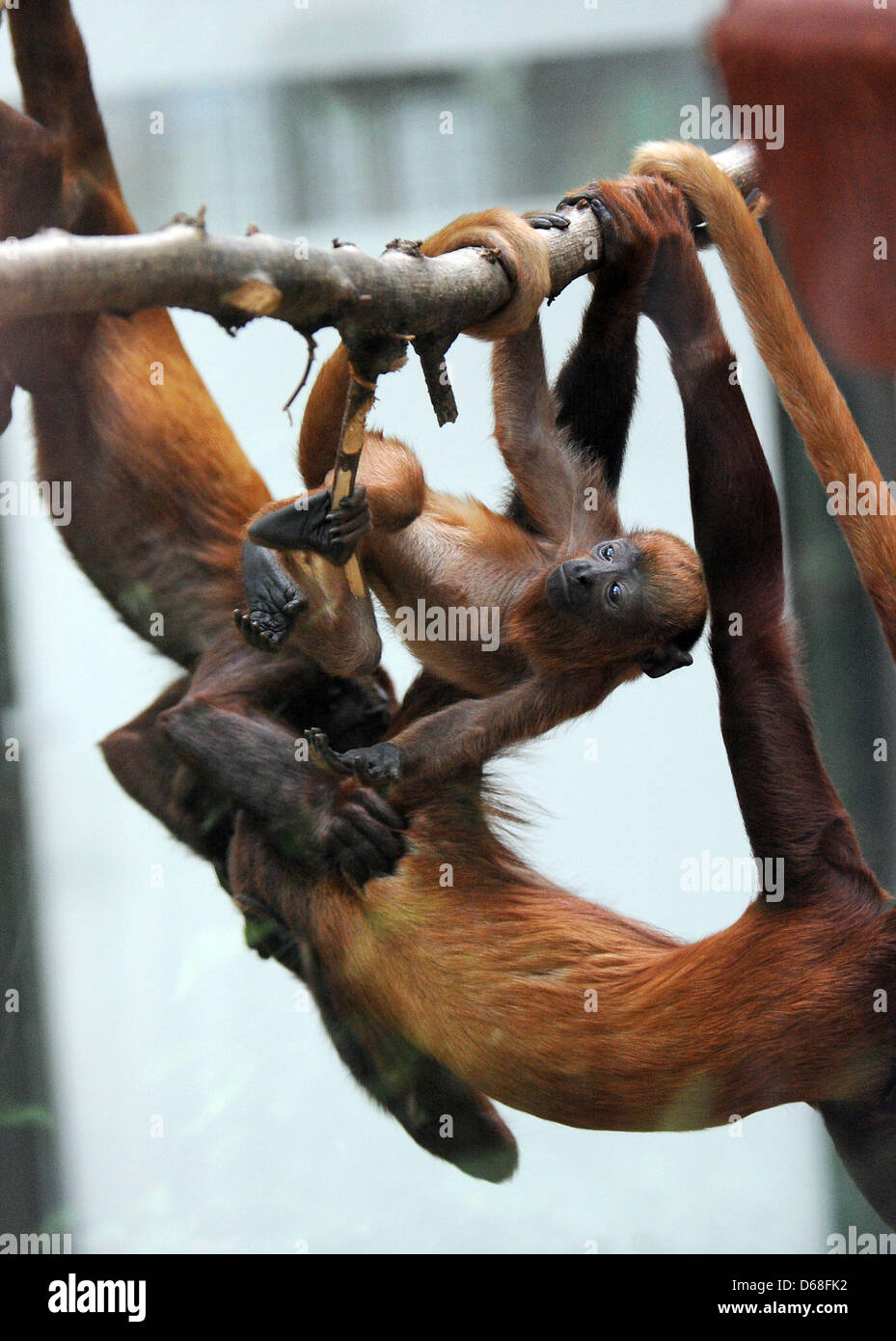 Young howler monkey (genus Alouatta) Geronimo, which was born on 31 ...