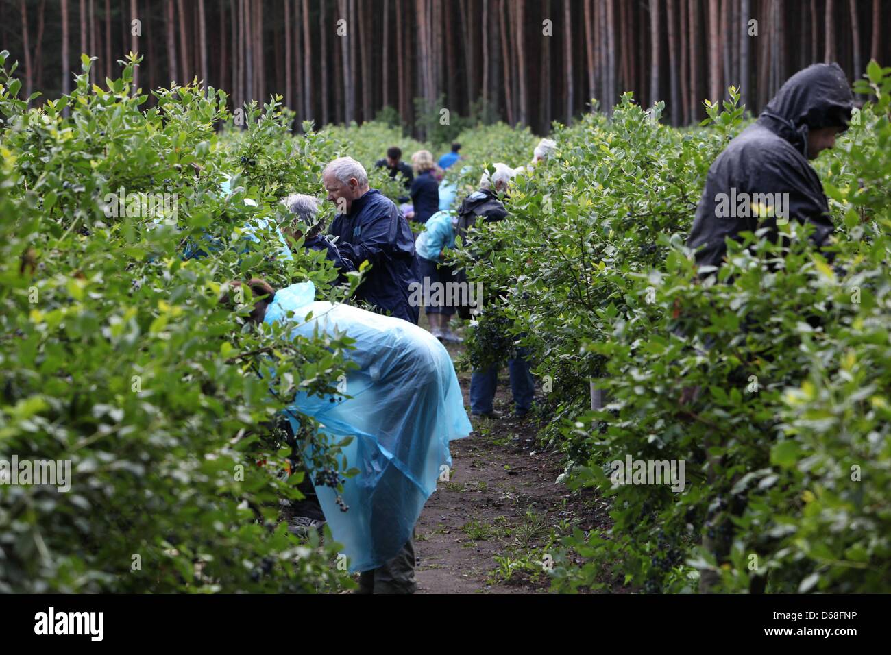 Visitors pick blueberries at the blueberry plantation of fruit farm ...