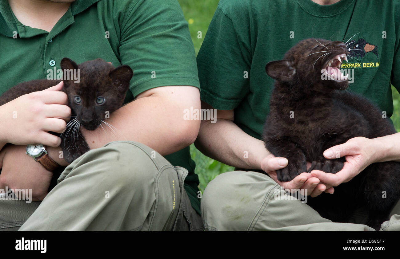 Black Panther Eating Meat