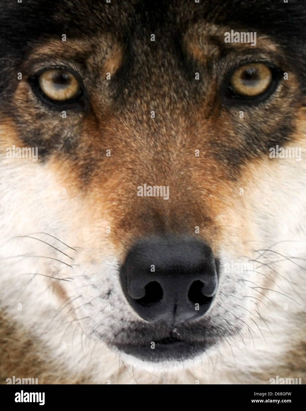 Sample within hi-res stock photography and images - Alamy