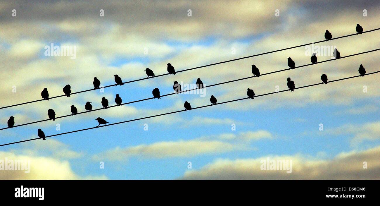 Birds sitting on power lines hi-res stock photography and images - Alamy